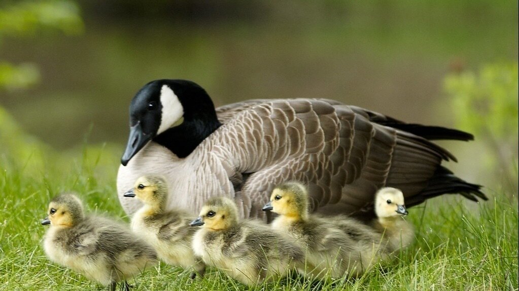 Petition · Advocate for the Canadian Goose to be Michigan's State Bird ...