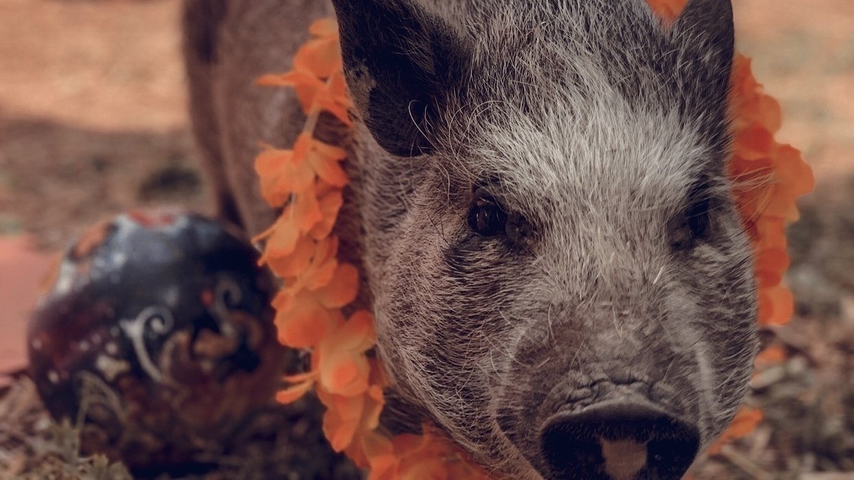 Petition · Save Pua Pig - United States · Change.org