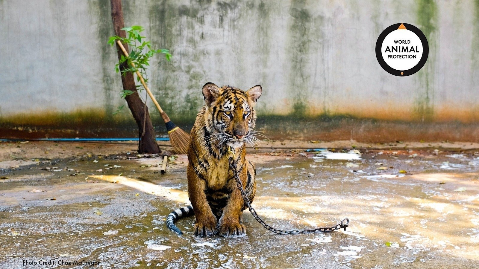 Petition · TripAdvisor: stop promoting and profiting from cruelty to ...