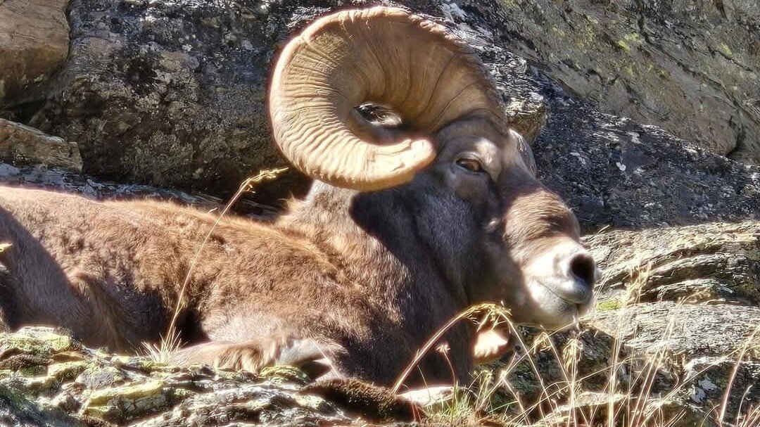 Petition · STOP THE SLAUGHTER of Alberta Animals - Canada · Change.org