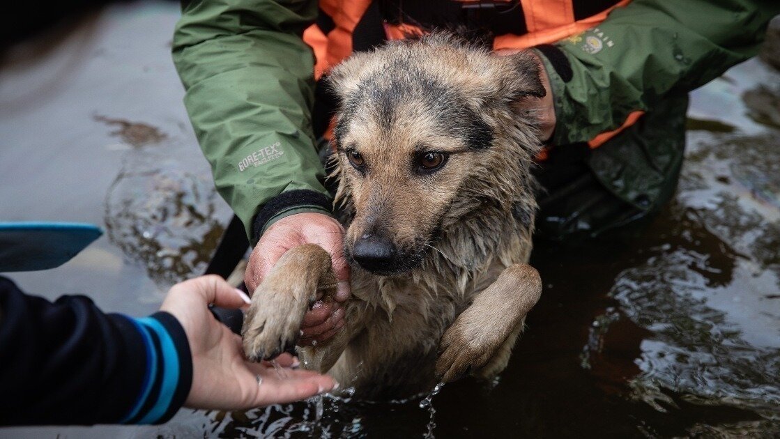 Petition · Protect Animals in Typhoon Strikes, A Call to Rescue Those ...