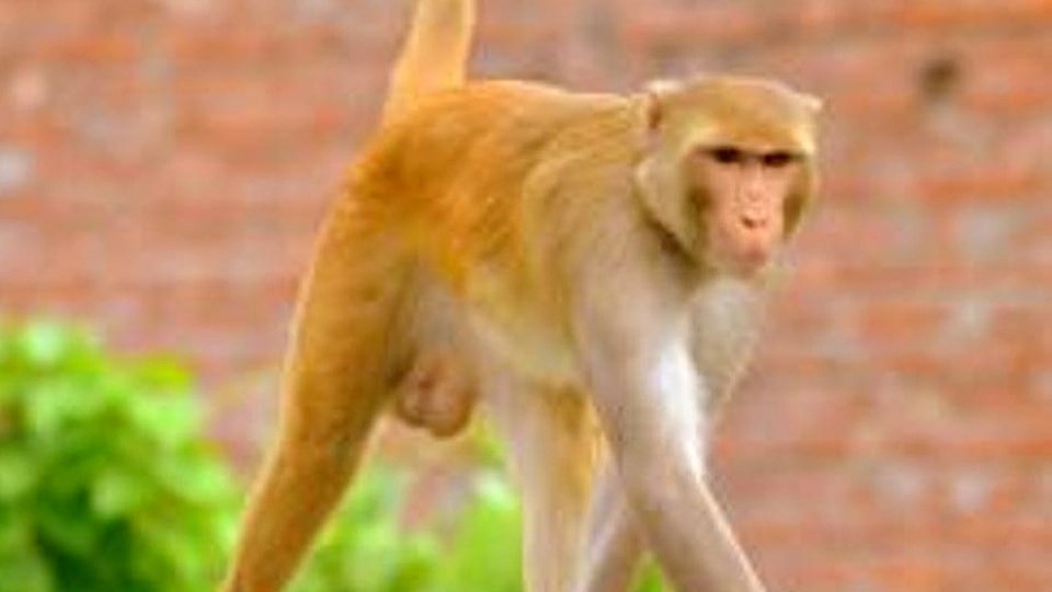 Petition · Monke for president - Norway · Change.org