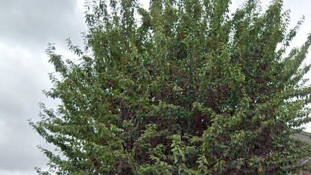 Petition · Save a wild Cherry Tree from Unnecessary Destruction ...