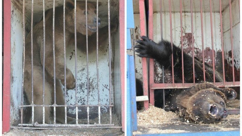 Петиция · Stop the exploitation of animals in circuses and in other ...