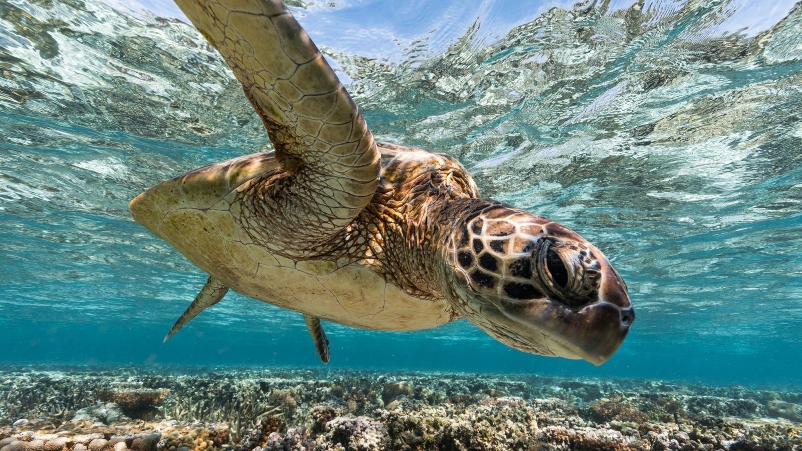 Petition · Get behind a bold vision to keep Australia’s oceans wild ...