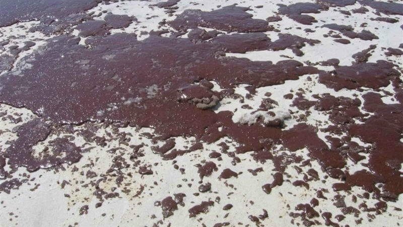 Petition · Save the tundra environment - Australia · Change.org
