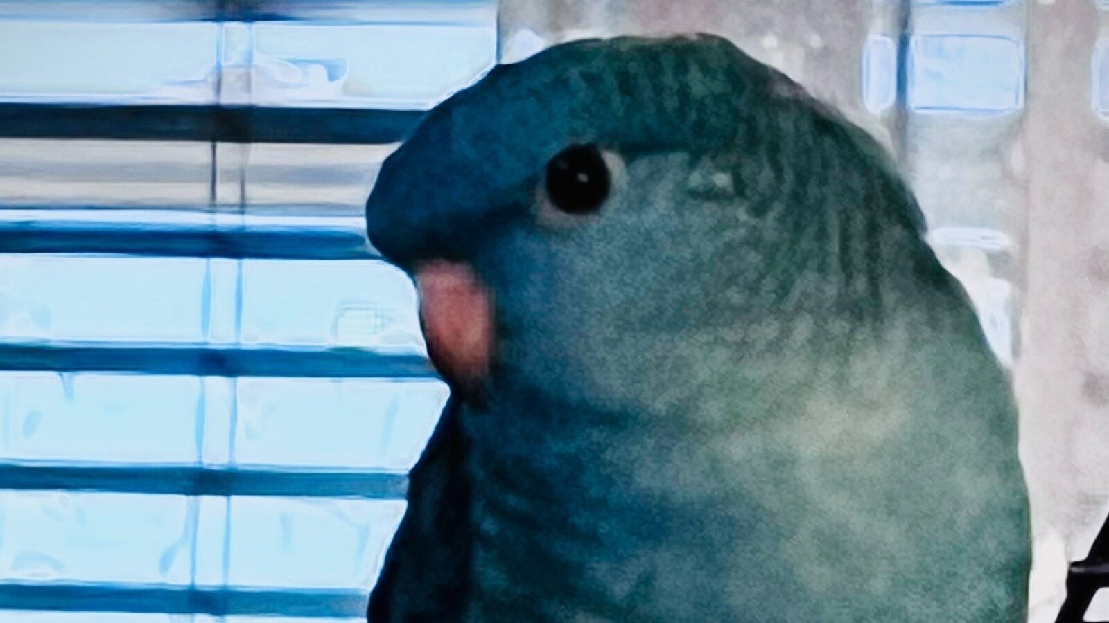 Petition · Protect Parrots' Rights and Welfare: Amend the Lacey Act of ...