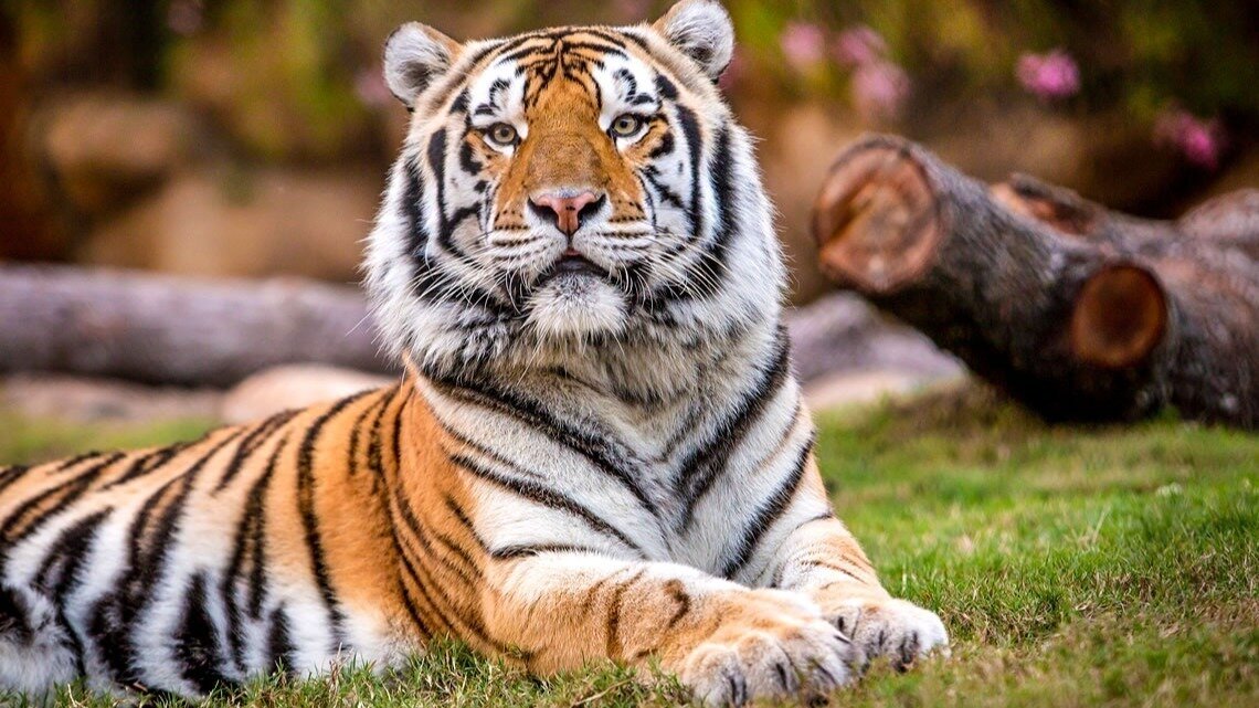 Petition · Stop J. Landry from Using Live Tigers at Football Games ...