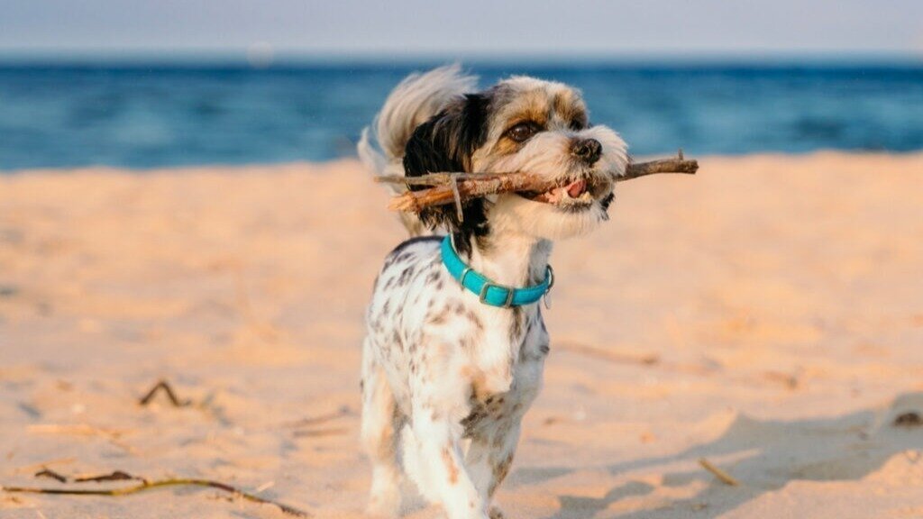 Petition · Urge Nambucca Council to Address the Issue of Unsupervised ...