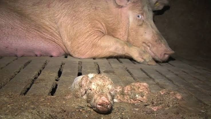 Petition · Save the pigs - Philippines · Change.org