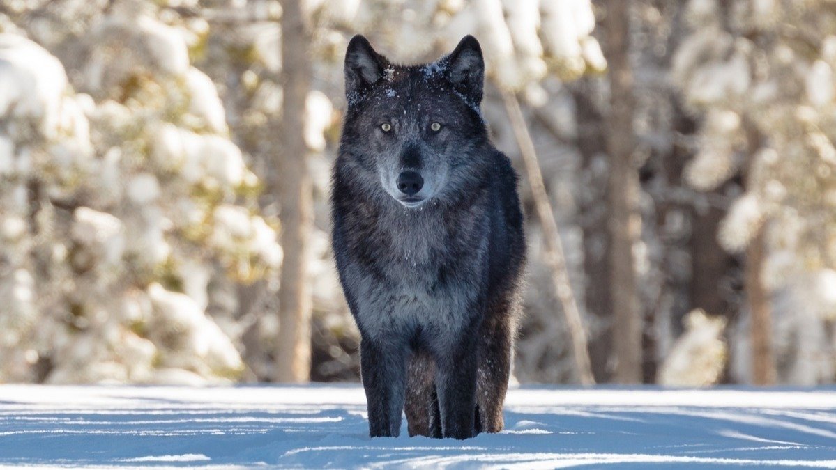 Petition update · Idaho's Wolves Are Being Decimated — Help Protect ...