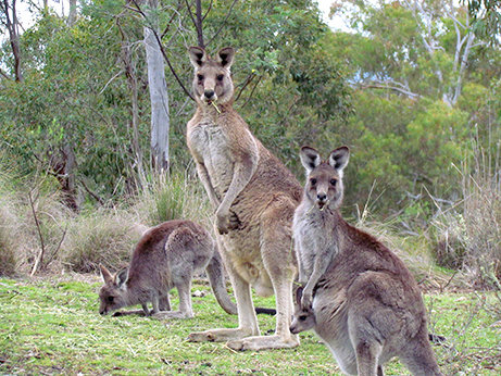 Petition · Stop Kangaroo Cruelty in NSW! - Australia · Change.org