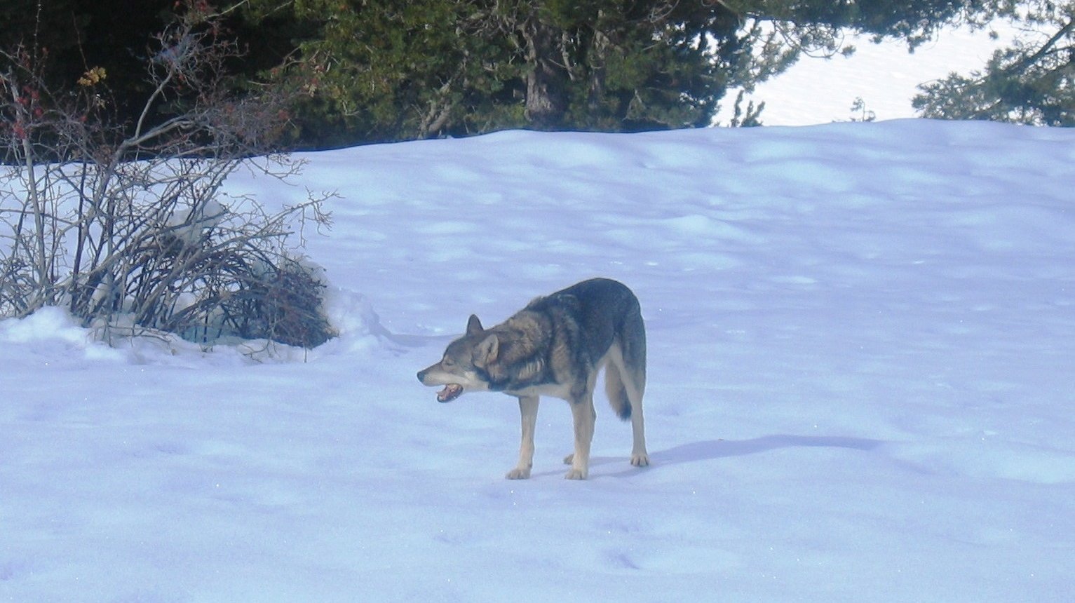 Petición · Que el llop sigui considerada espècie protegida a Catalunya ...