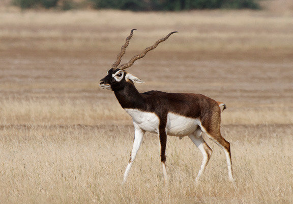 Petition · Save Guindy National Park & Announce buffer zone around GNP ...