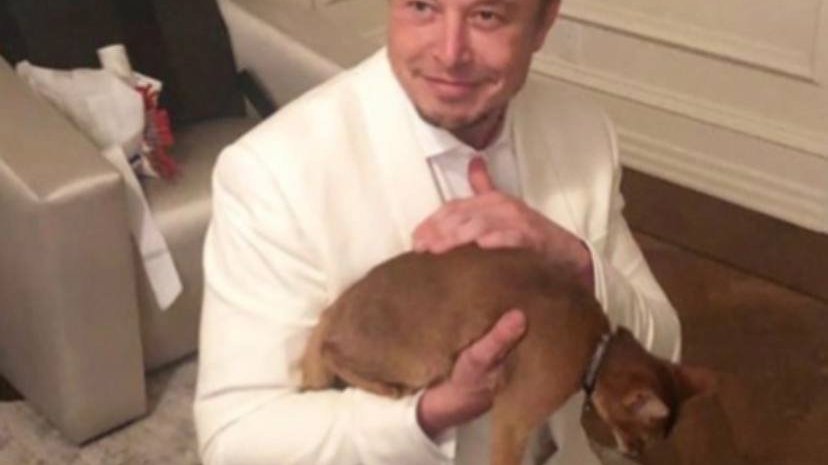 Petition · Elon Musk to post a picture of his Cat - United States ...