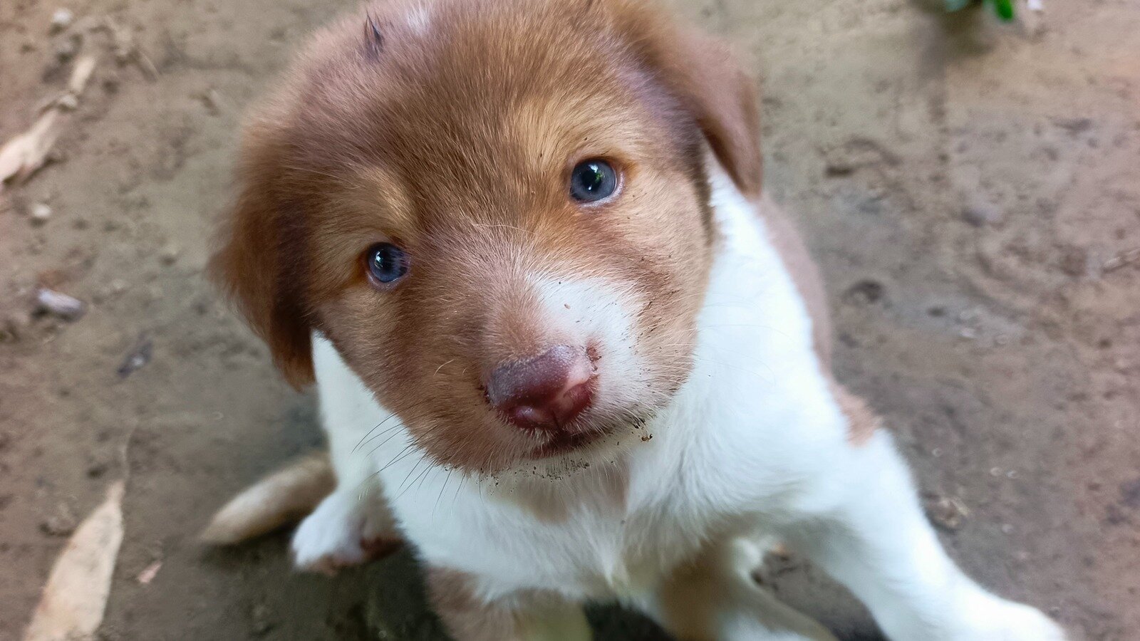 Petition · End Animal Abuse in Moncada, Tarlac - Moncada, Philippines ...