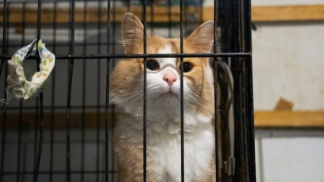 Petition · Demand Justice for the 80 Cats Rescued from Severe Animal ...