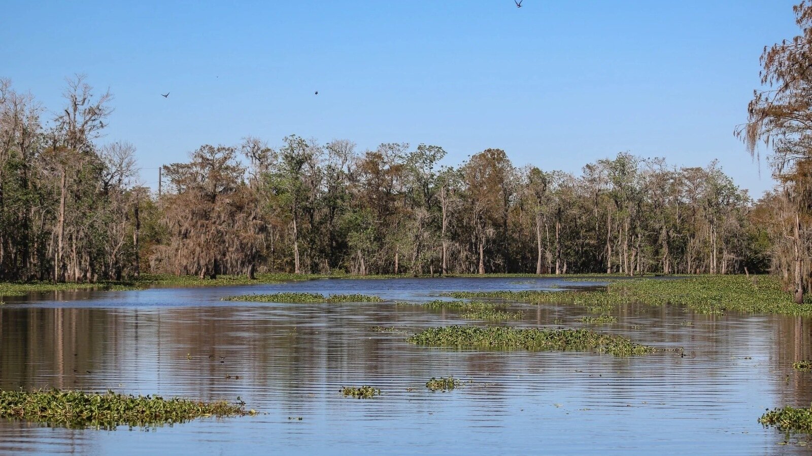 Petition · Stop CO2 Pipelines in Livingston and Nearby Parishes ...