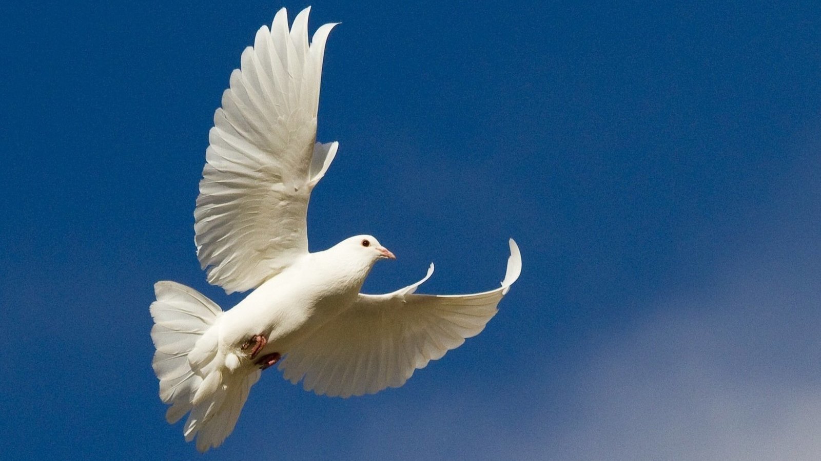 Petition · Uncage the Bird - United States · Change.org