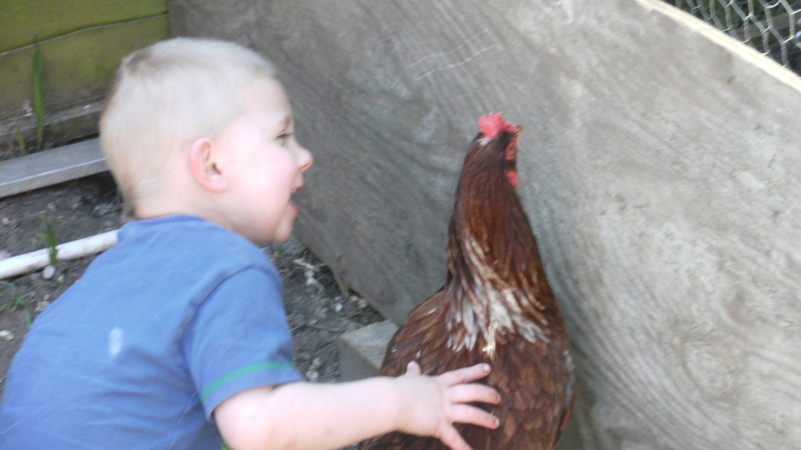 Petition · Save our chickens - United Kingdom · Change.org