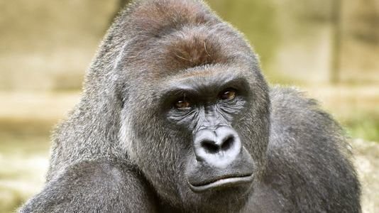Petition · McDonalds: Make A Toy for Harambe - New Zealand · Change.org