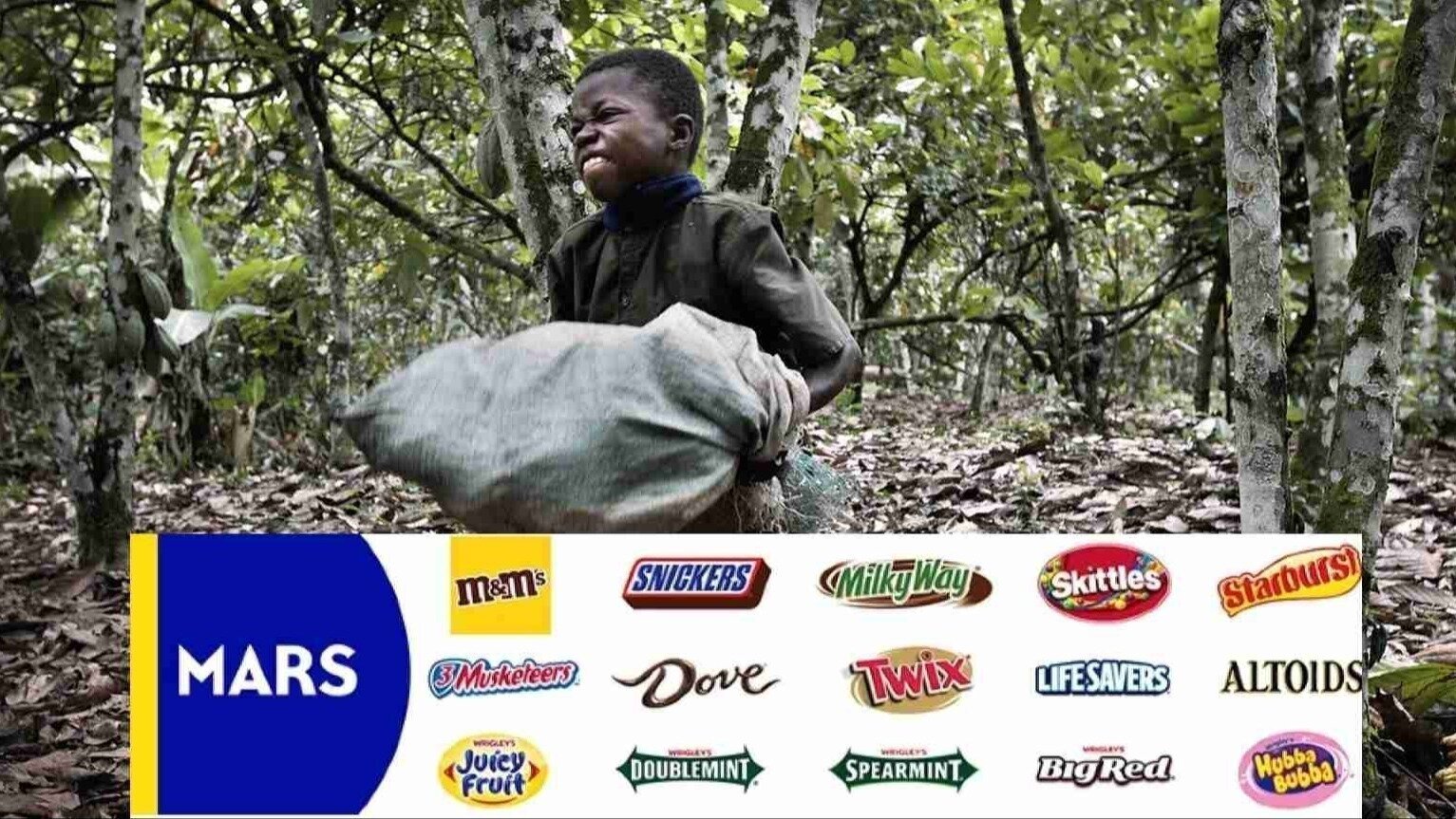 Petition · Demand Mars Inc. to End Forced Child Labor in Cocoa Farms ...