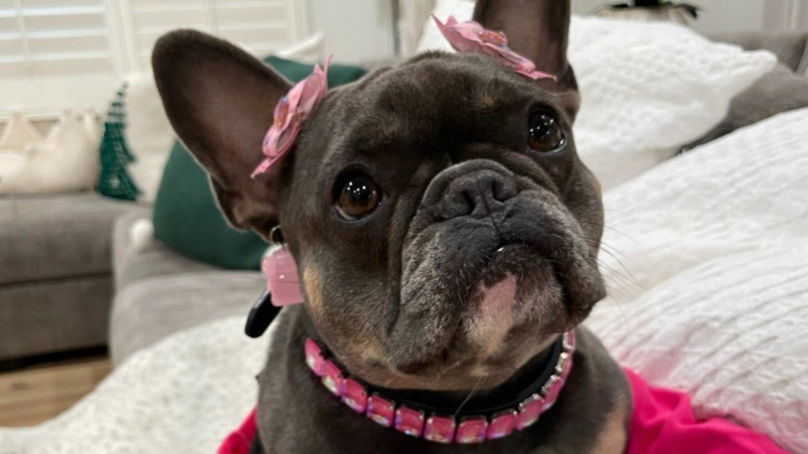 Petition · Save Midgie Pudge - United States · Change.org