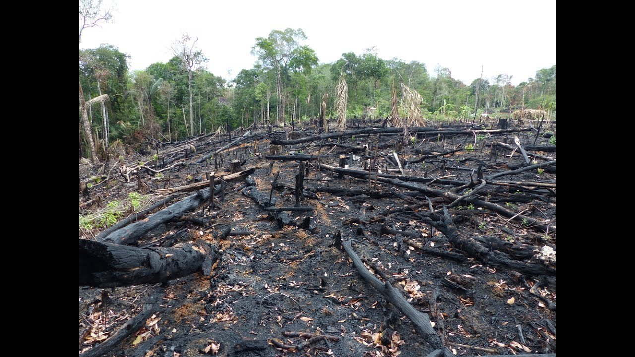 Petition · Stop DEFORESTATION! Commence the RESTORATION of Mother Earth ...