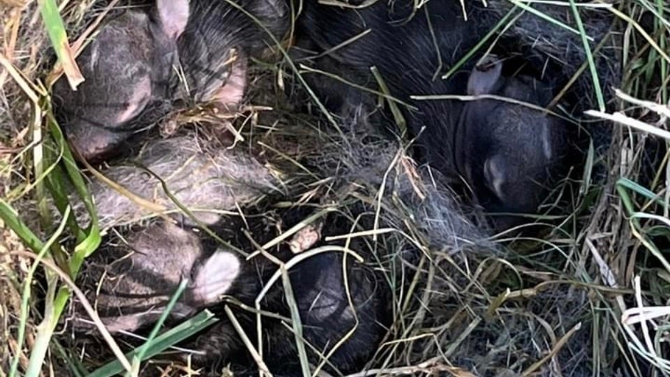 Petition · Keep the bunnies - United States · Change.org