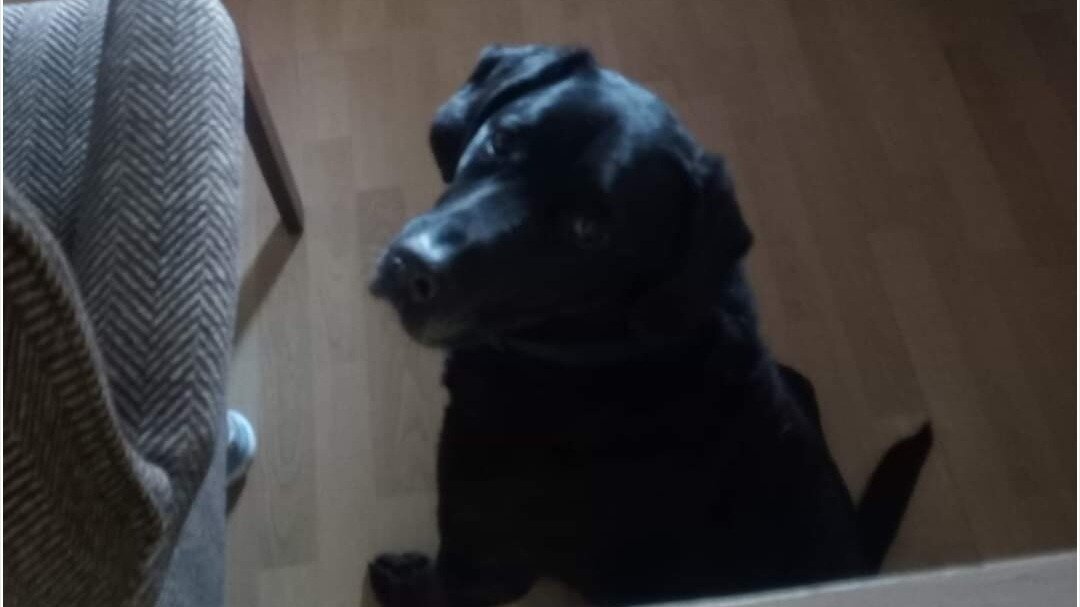 Petition · Demand Stronger Animal Protection Laws and Government ...