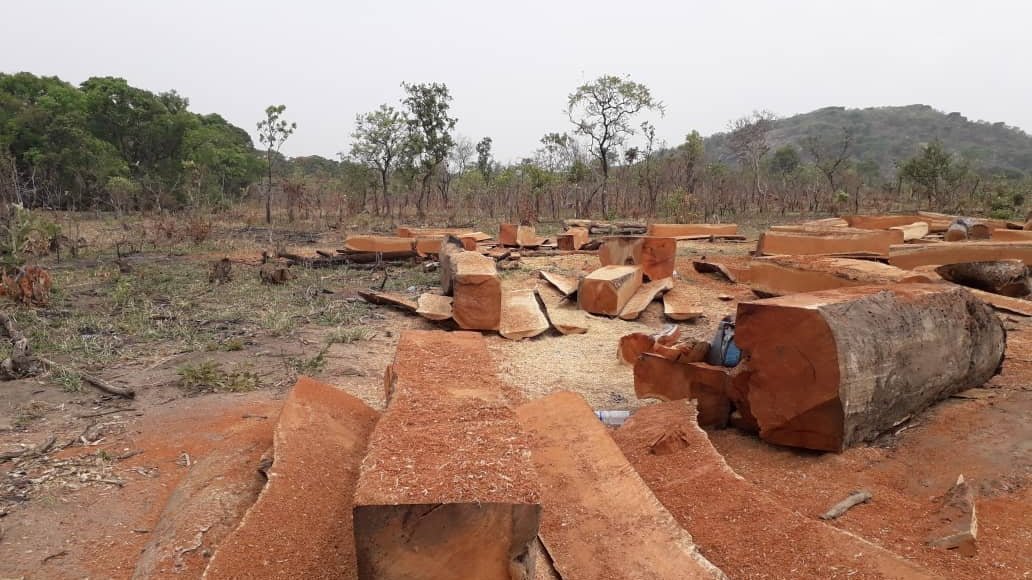 Petition · Stop the destruction of Uganda's Zoka Forest by illegal ...