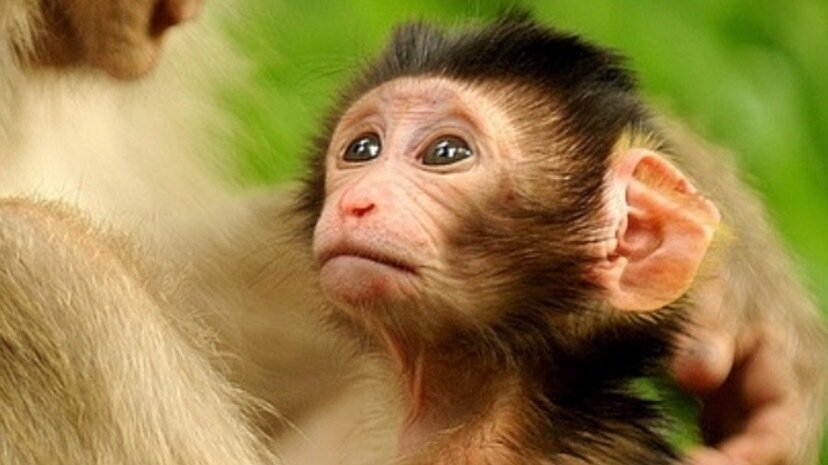 Petition · “No More Monkey Abuse on TikTok and YouTube – Ban These ...