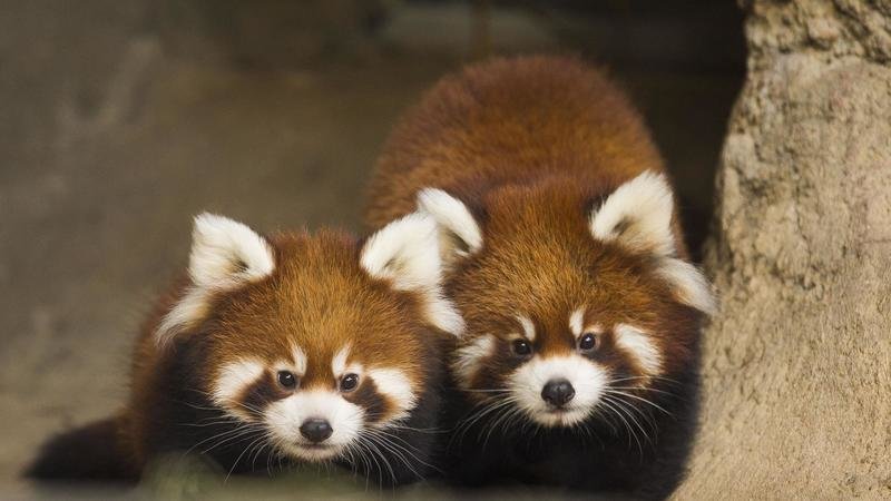 Petition · Save the Red Pandas · Change.org