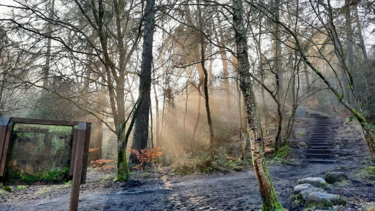 Petition · Save Wyming Brook Trees - United Kingdom · Change.org