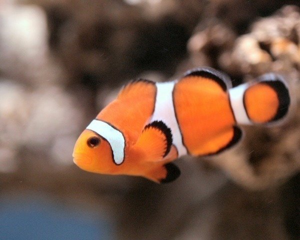 Petition · Build an aquarium in Cardiff Bay - United Kingdom · Change.org