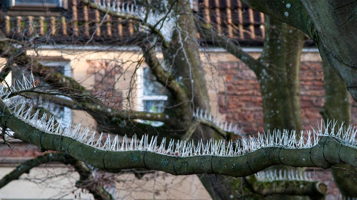 Petition · Abolish the cruel anti-bird spikes in trees in Bristol ...