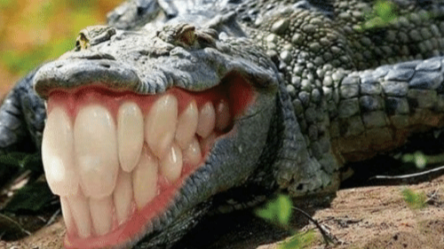 Petition · Make Colgate Gator the official Colgate mascot - Netherlands ...