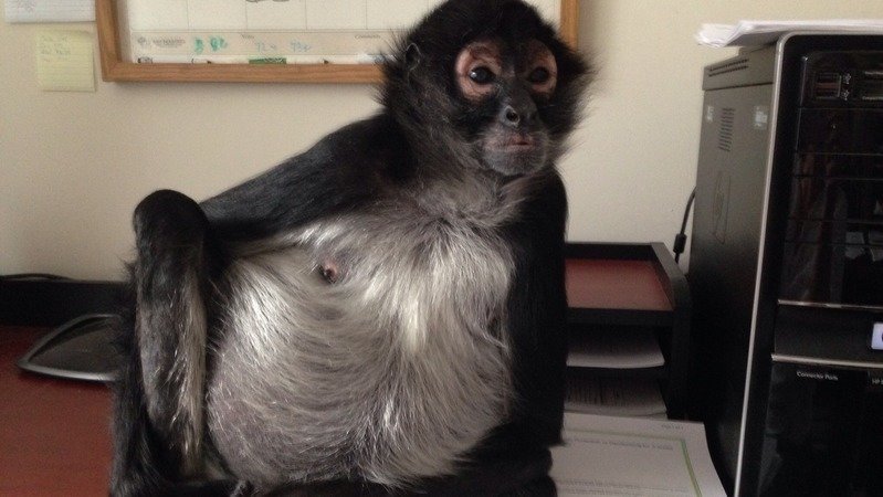 Petition · Please take monkeys off of the "dangerous wild animal" list ...