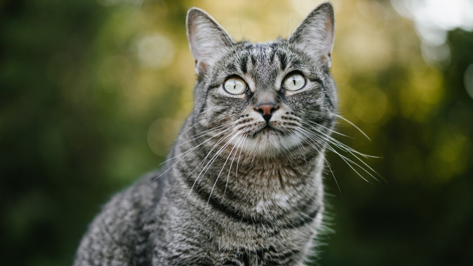 Petition · Ensure Proper Nutrition for All Animals - Philippines ...