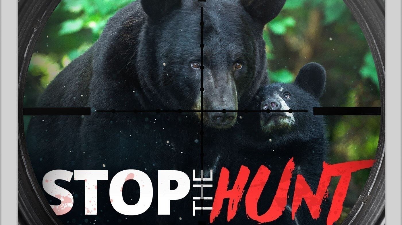 Petition update · ** HELP STOP THE FLORIDA BEAR HUNT * SIGN OUR NEW ...