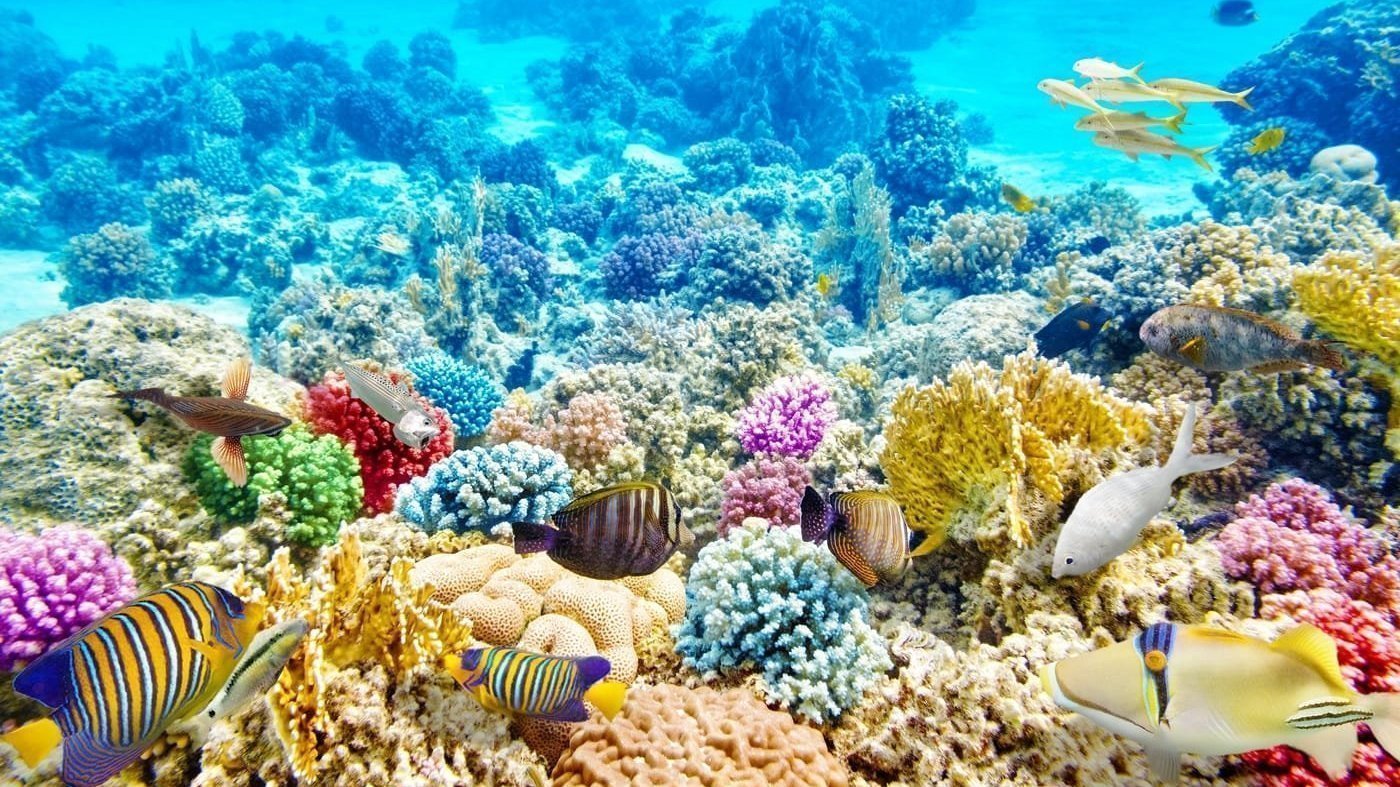 Petition · End Coral Gardening in the Philippines! - Philippines ...
