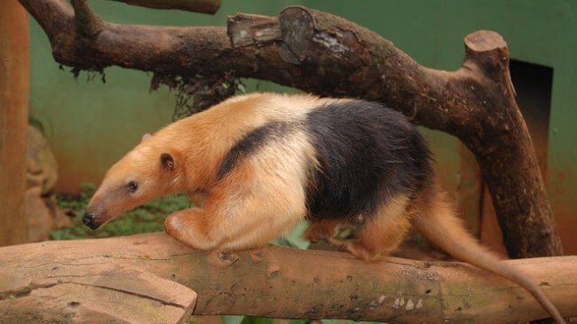 Petition · Ban domestication of the Lesser Anteater - United Kingdom ...
