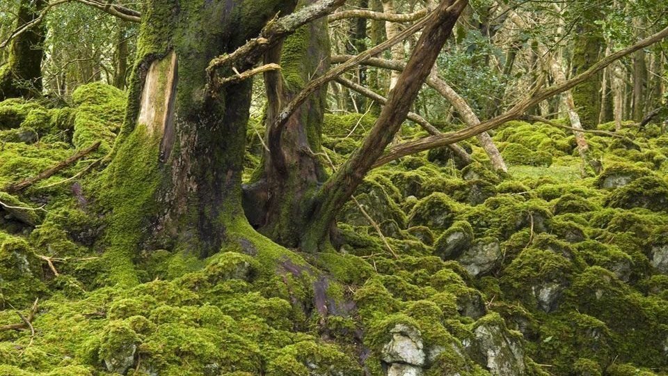 Petition · Rewilding Ireland - Ireland · Change.org