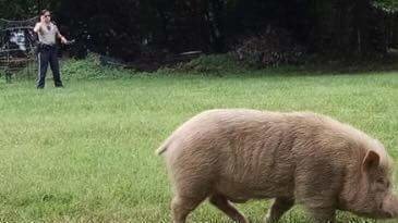 Petition · #justiceforprofit ! Forensic expert Testified that Profit ...