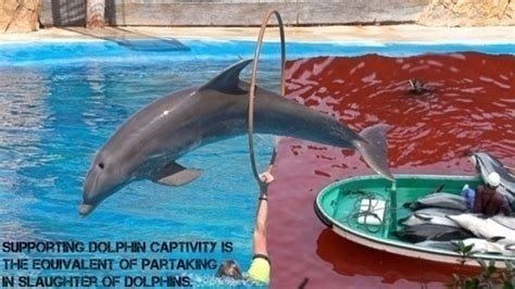Petition · For no dolphin to have to suffer in captivity anymore ...