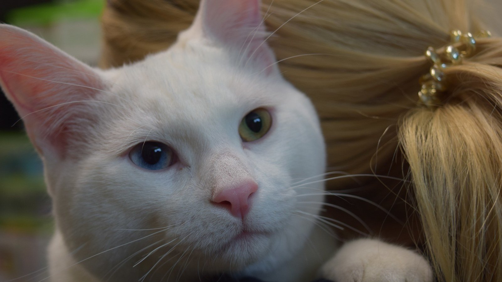 Petition · L'arrêt du dégriffage des chats/Ending declawing of cats; a ...