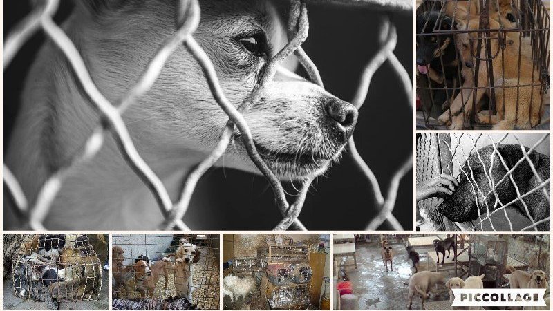 Petition · Stop Inhuman treatment of dogs! What's happening inside the ...
