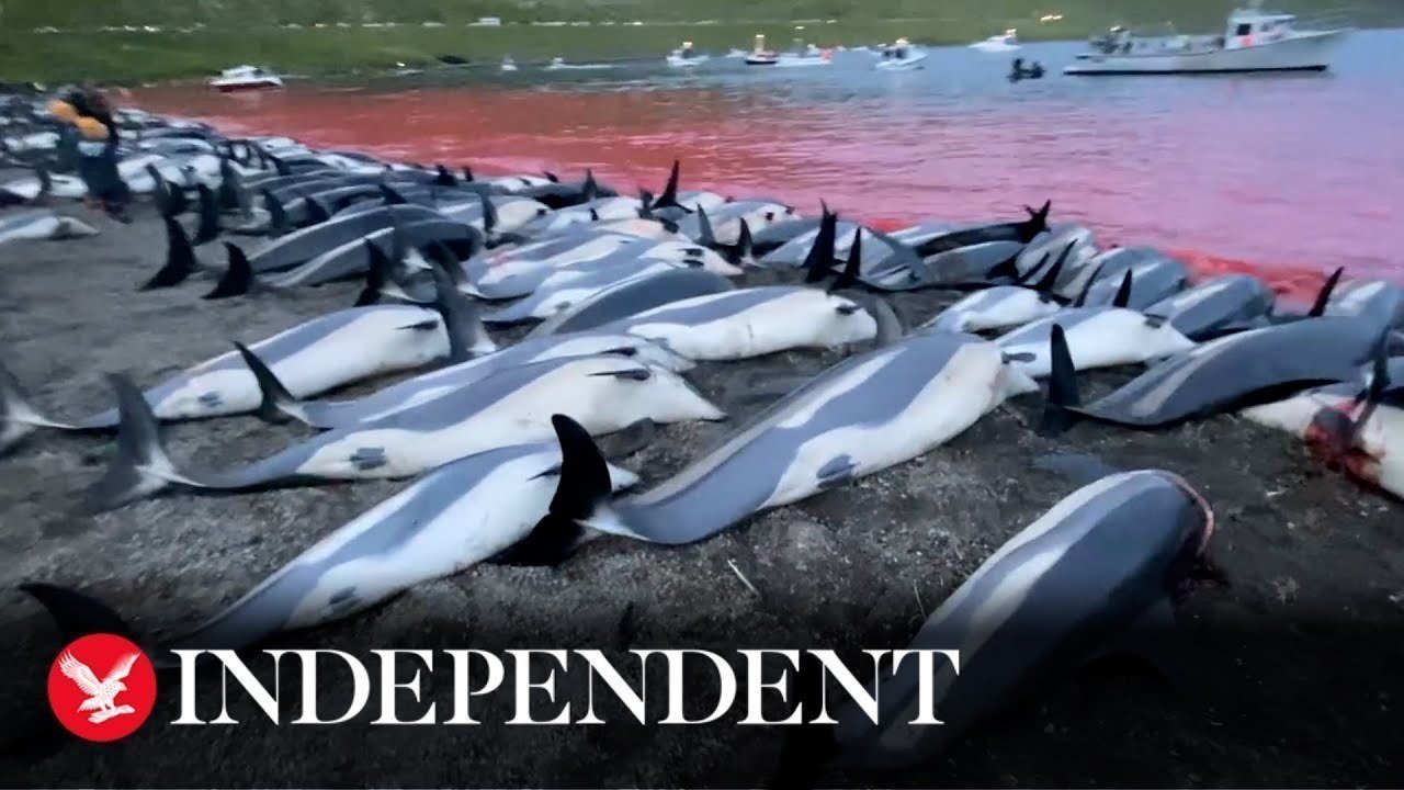Petition · Stop dolphin massacres! Demand dolphin's recognition as non ...