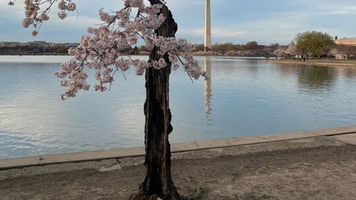 Petition · Protect Stumpy, the Cherished Cherry Tree from Destruction ...