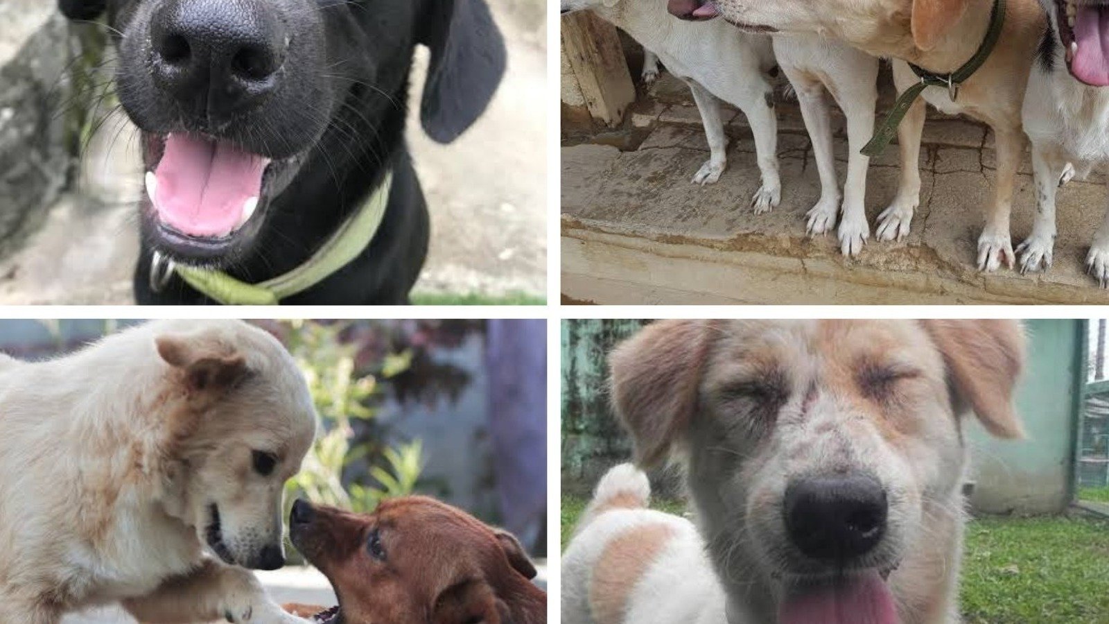 Petition · Don't be Mean, Love Aspin! - Philippines · Change.org